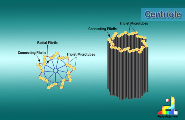 Difference Between Centrosome And Centriole | Diffeology