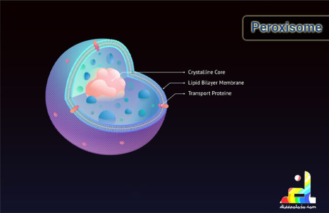 Difference Between Peroxisomes And Lysosomes | Diffeology