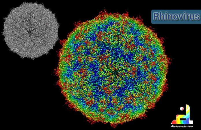 Difference Between Coronavirus And Rhinovirus | Diffeology