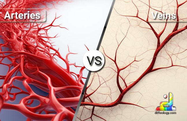 Difference Between Arteries And Veins | Diffeology