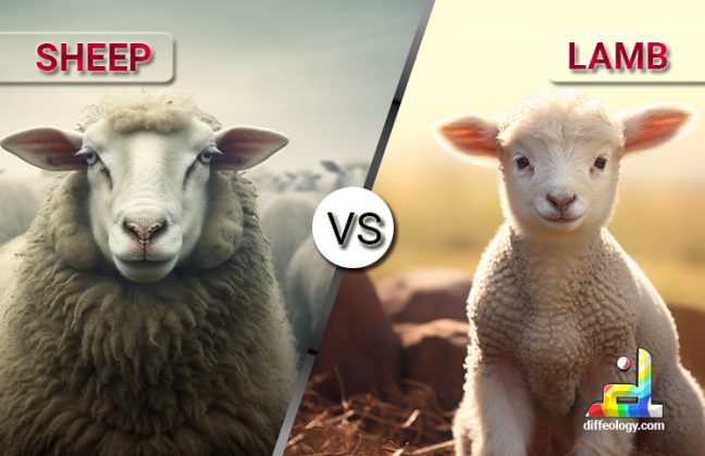 Difference Between Sheep And Lamb | Diffeology