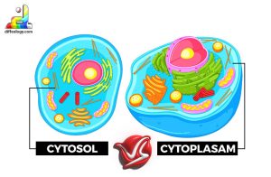 Difference Between Cytosol And Cytoplasm | Diffeology