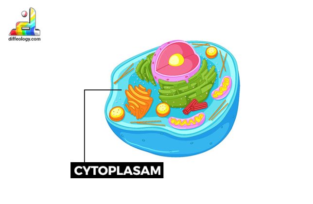 Difference Between Cytosol And Cytoplasm | Diffeology