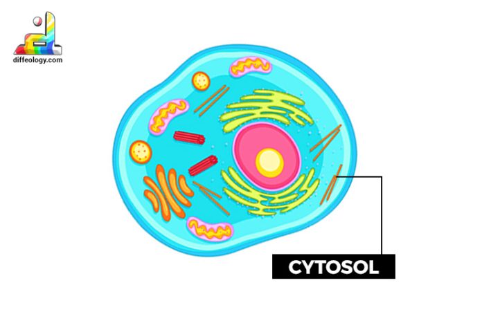 Difference Between Cytosol And Cytoplasm | Diffeology