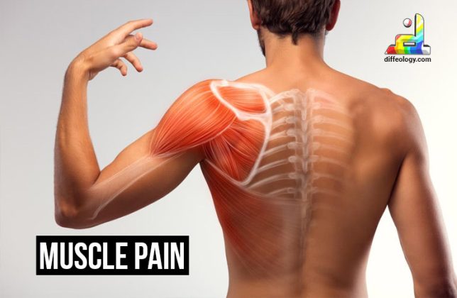 Difference Between Bone Pain And Muscle Pain | Diffeology