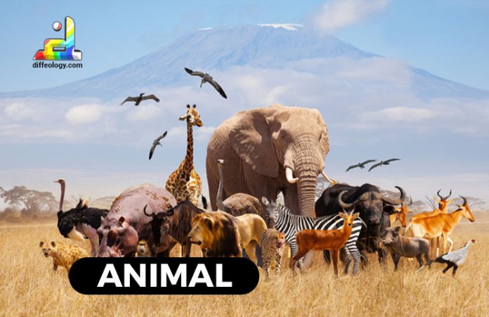 Difference Between Humans And Animals | Diffeology
