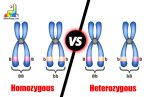 Difference Between Homozygous And Heterozygous | Diffeology