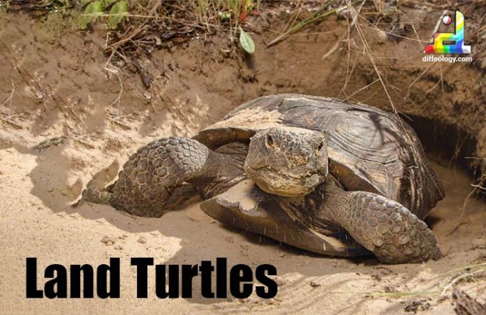 Difference Between Sea Turtles And Land Turtles | Diffeology