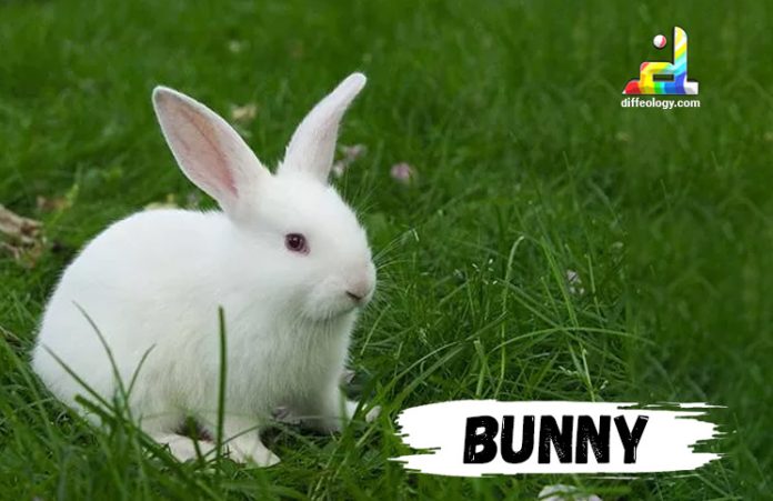 Difference Between Bunny And Rabbit | Diffeology
