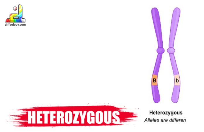 Difference Between Homozygous And Heterozygous | Diffeology