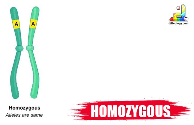 Difference Between Homozygous And Heterozygous | Diffeology