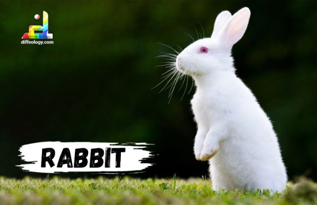 Difference Between Bunny And Rabbit | Diffeology