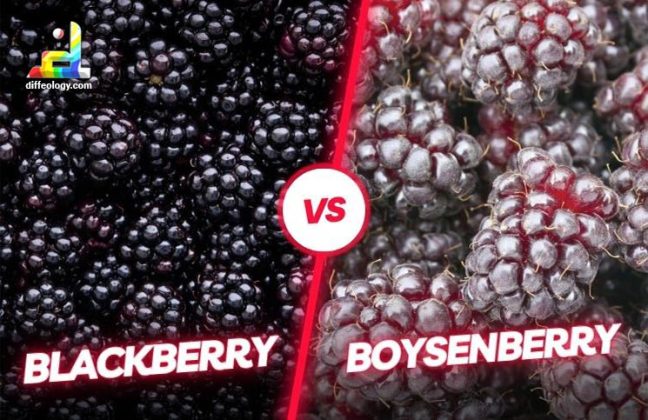 Difference Between Blackberry And Boysenberry | Diffeology