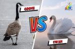 Difference Between Goose And Swan | Diffeology