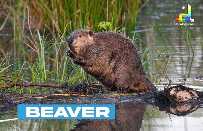 Difference Between Beaver And Woodchuck | Diffeology