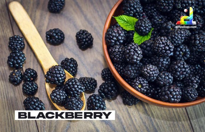 Difference Between Blackberry And Boysenberry | Diffeology