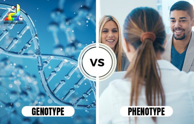 Difference Between Genotype And Phenotype | Diffeology