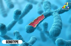 Difference Between Genotype And Phenotype | Diffeology