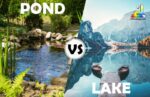 Difference Between Pond And Lake | Diffeology