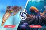 Difference Between Squid And Octopus | Diffeology
