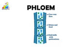 Difference Between Xylem And Phloem | Diffeology
