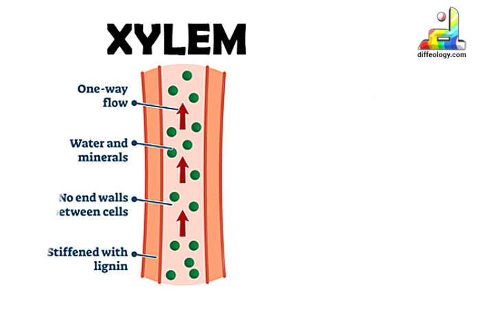 Difference Between Xylem And Phloem | Diffeology