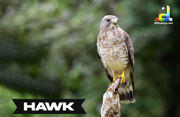 Difference Between Hawk And Eagle | Diffeology