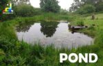 Difference Between Pond And Lake | Diffeology