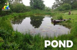 Difference Between Pond And Lake | Diffeology