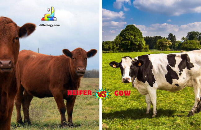 Difference Between Heifer And Cow | Diffeology