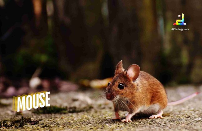 Difference Between Rat And Mouse | Diffeology Difference Between Rat And Mouse | Diffeology