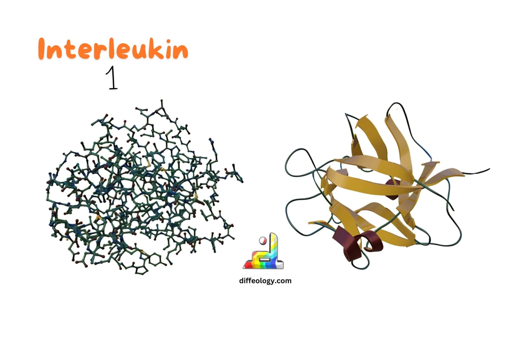 Difference Between Interleukin 1 And 2 | Diffeology