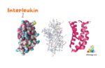 Difference Between Interleukin 1 And 2 | Diffeology
