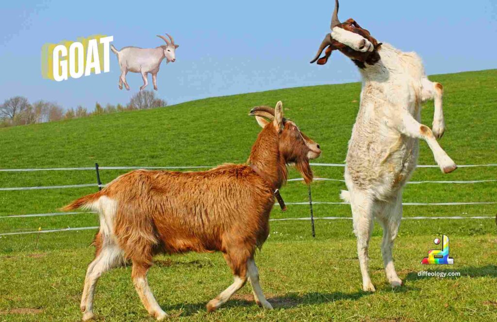 Difference Between Ram And Goat | Diffeology