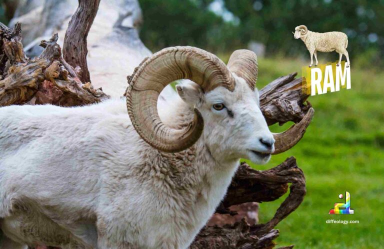 Difference Between Ram And Goat | Diffeology