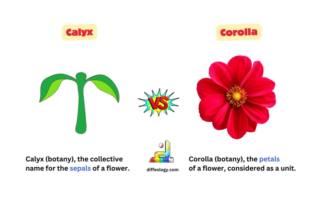 Difference Between Calyx And Corolla | Diffeology
