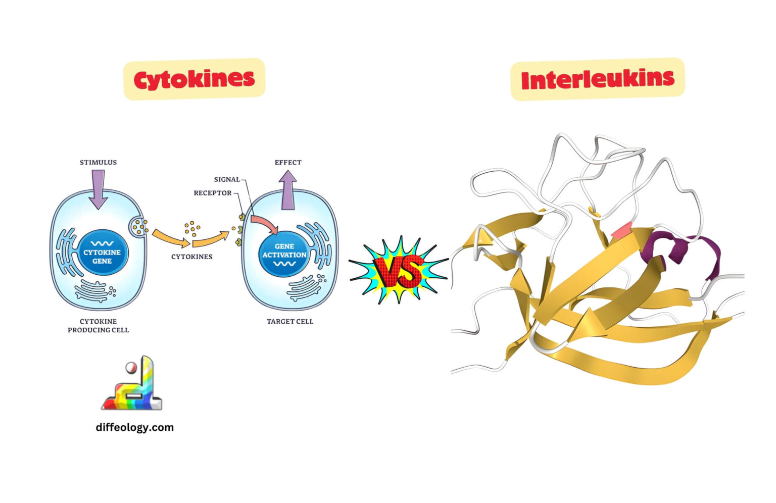 Difference Between Cytokines And Interleukins | Diffeology