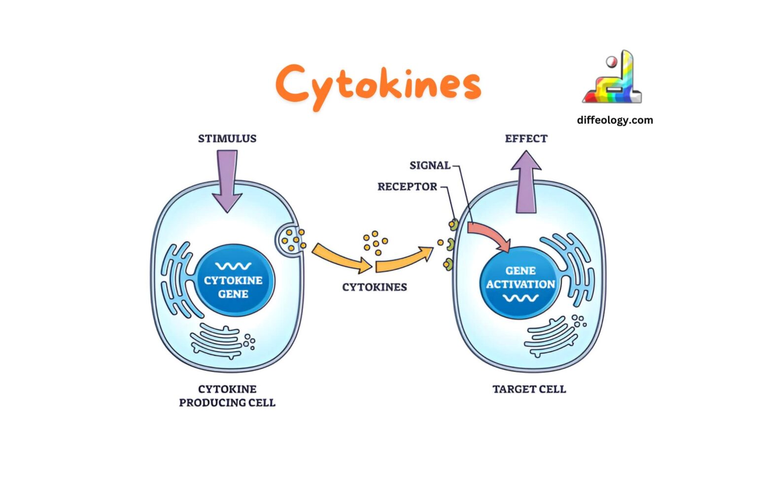 Difference Between Cytokines And Interleukins | Diffeology