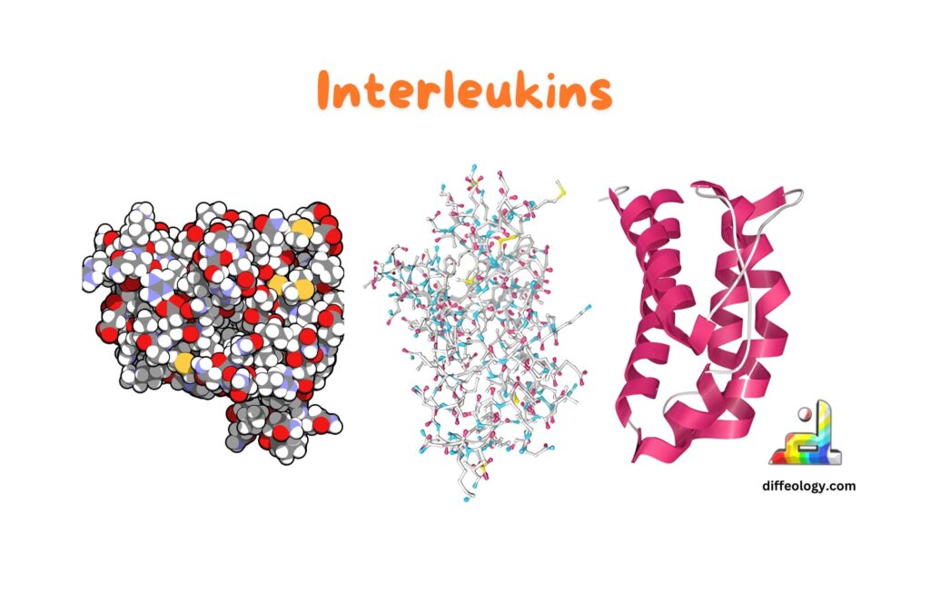 Difference Between Cytokines And Interleukins | Diffeology