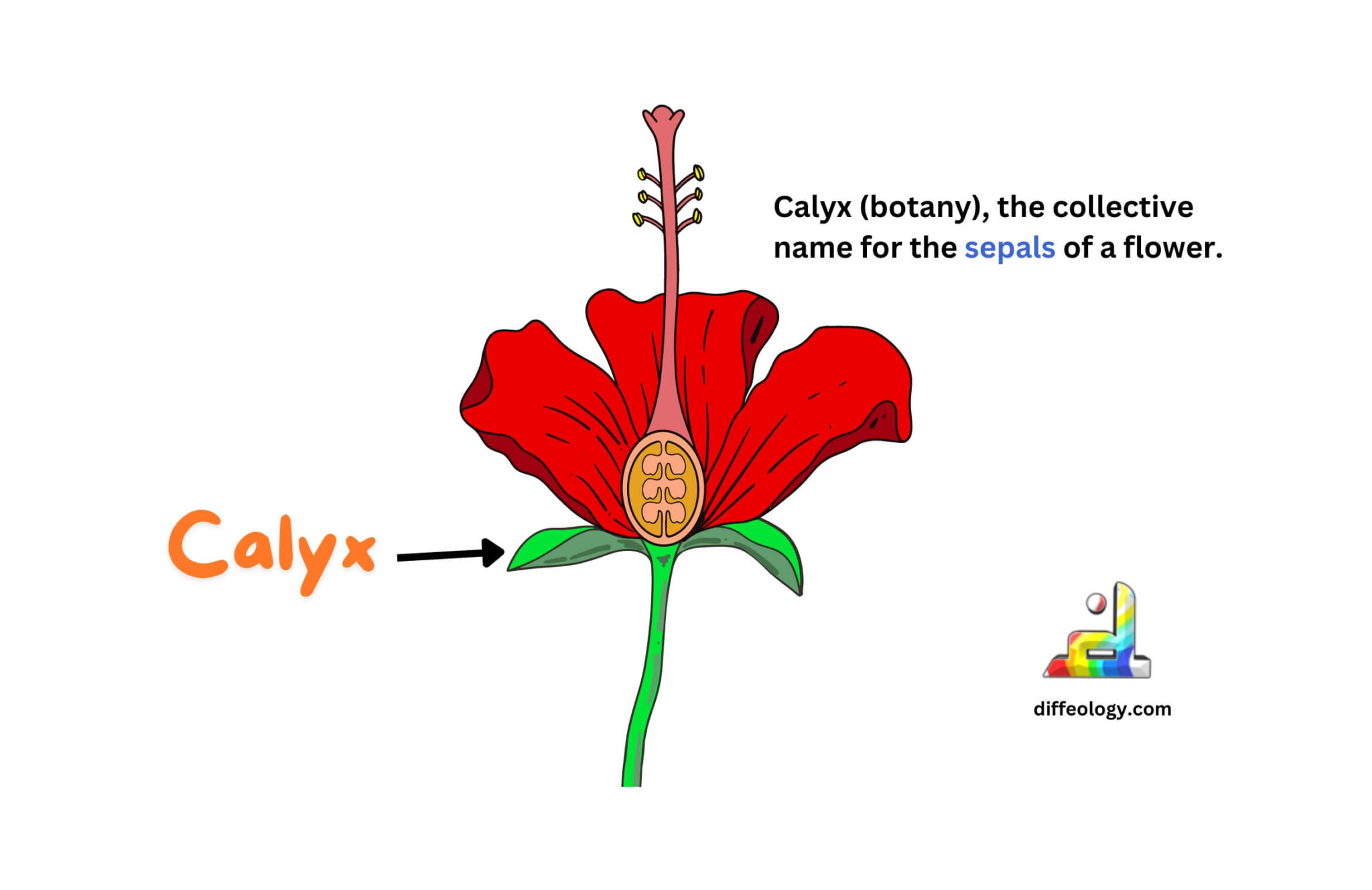 Difference Between Calyx And Corolla | Diffeology