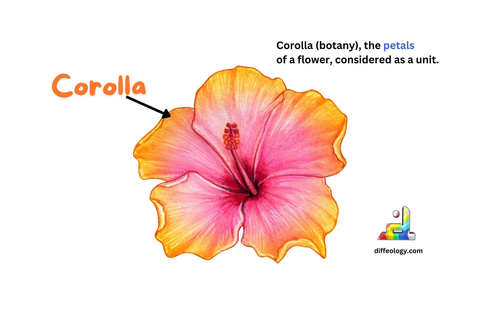 Difference Between Calyx And Corolla | Diffeology