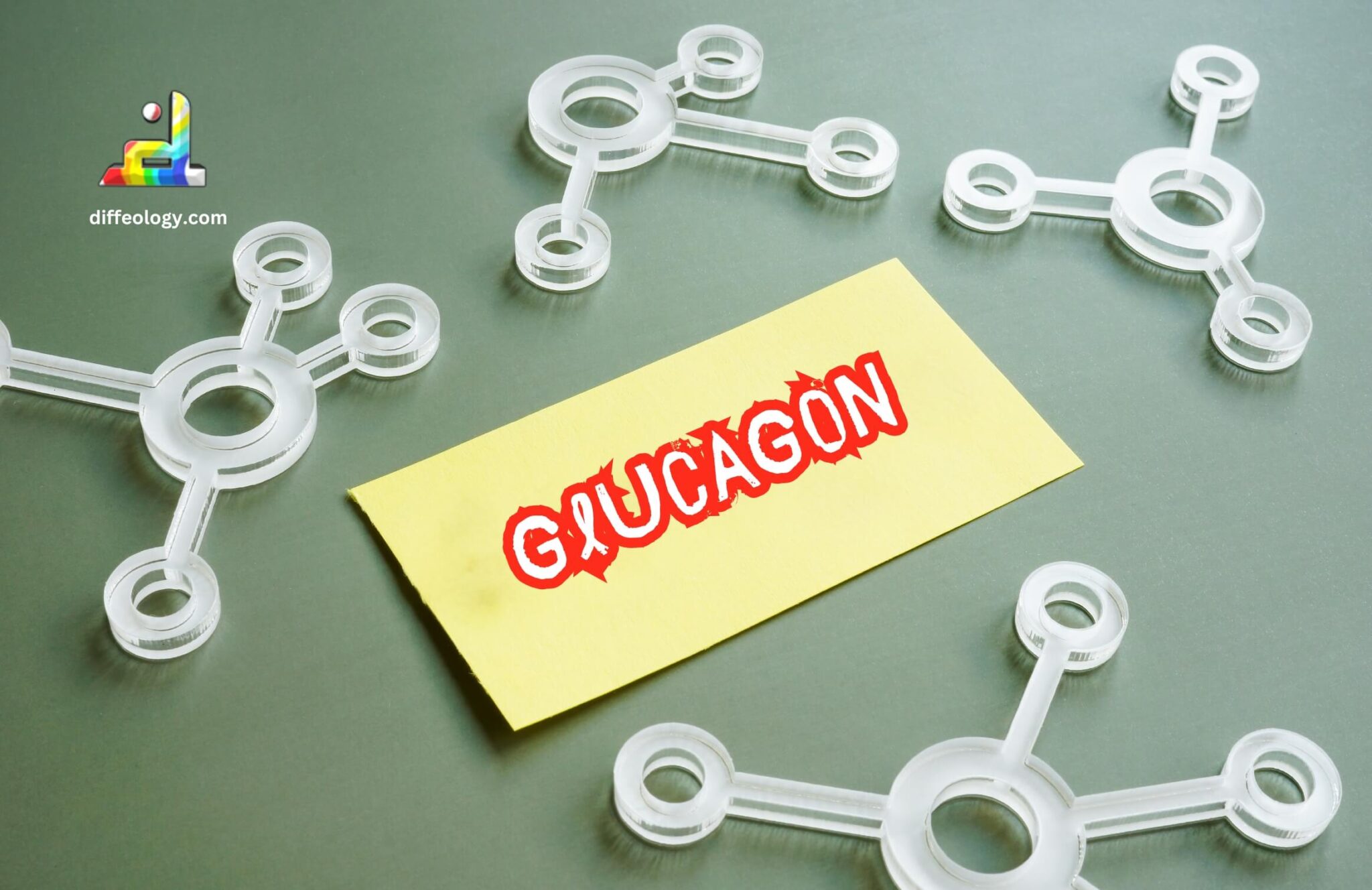 Difference Between Insulin And Glucagon | Diffeology