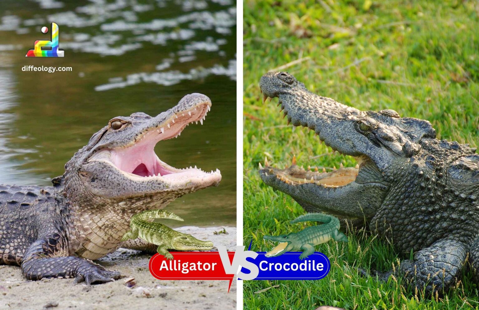 Difference Between Alligators And Crocodiles | Diffeology