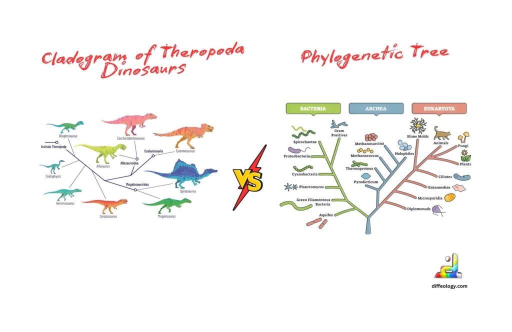 Difference Between Cladogram And Phylogenetic Tree | Diffeology