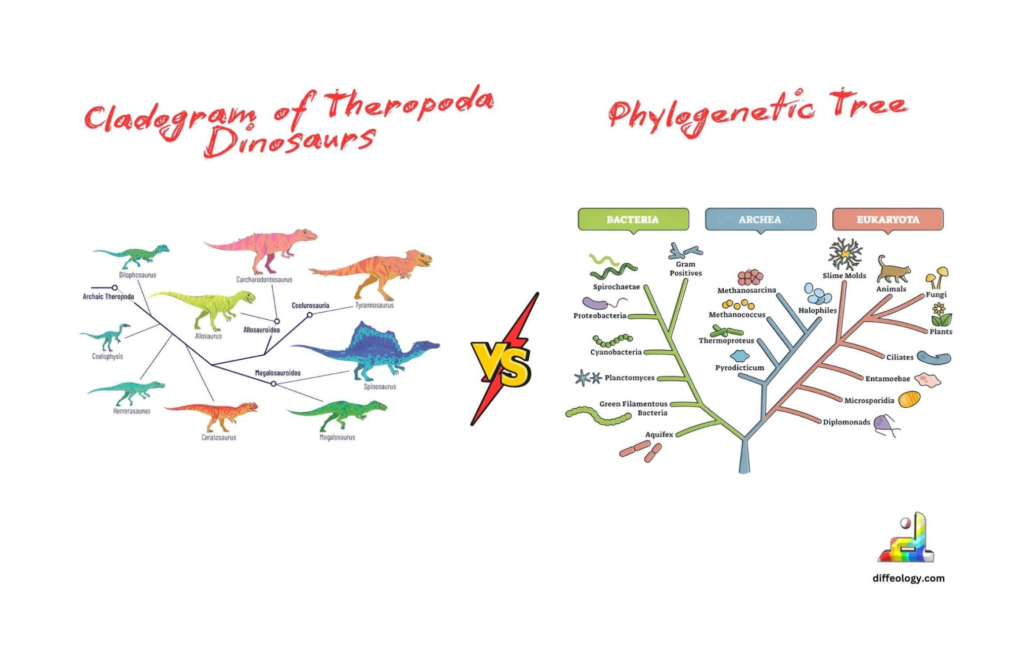 Difference Between Cladogram And Phylogenetic Tree | Diffeology