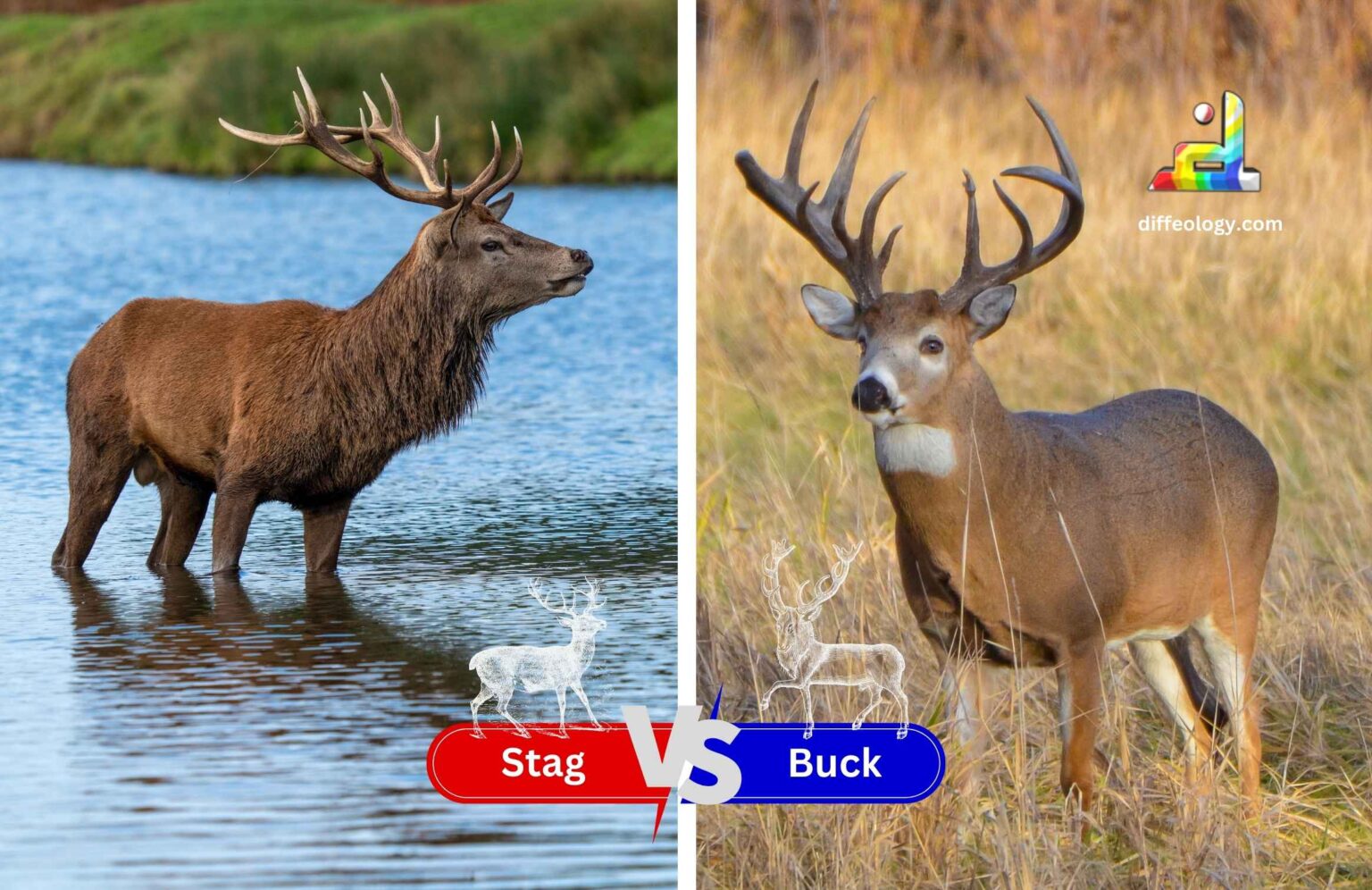 Difference Between Stag And Buck | Diffeology