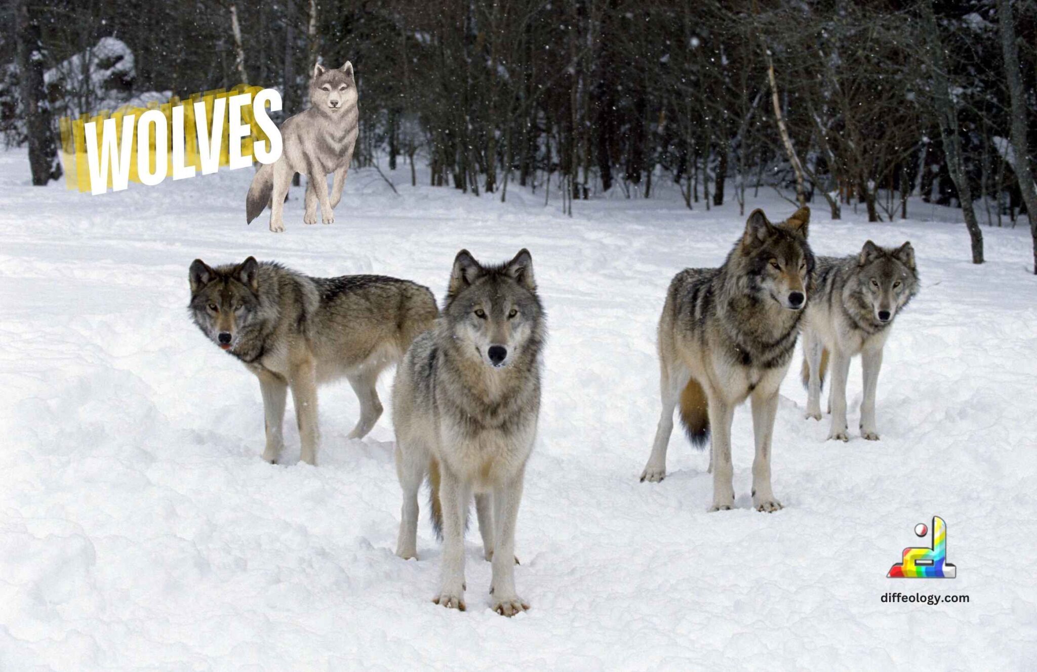 Difference Between Wolves And Dogs | Diffeology