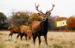 Difference Between Stag And Buck | Diffeology