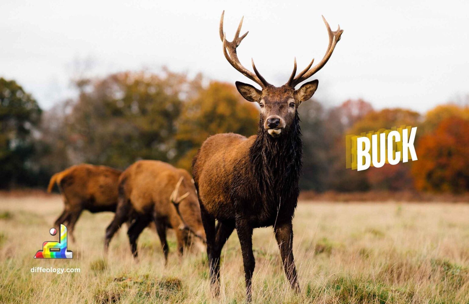 Difference Between Stag And Buck | Diffeology