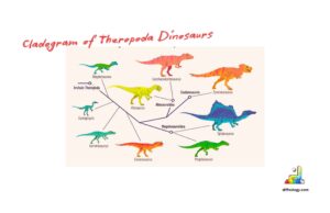Difference Between Cladogram And Phylogenetic Tree | Diffeology